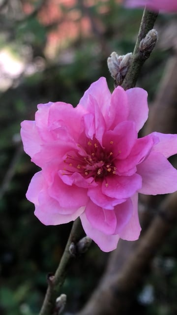 Fleur De Pêcher Fermer Le - Free video on Pixabay - Pixabay