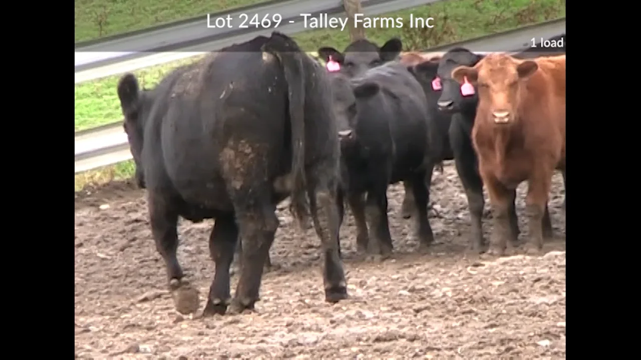 2469-Talley Farms (Hfrs) on Vimeo
