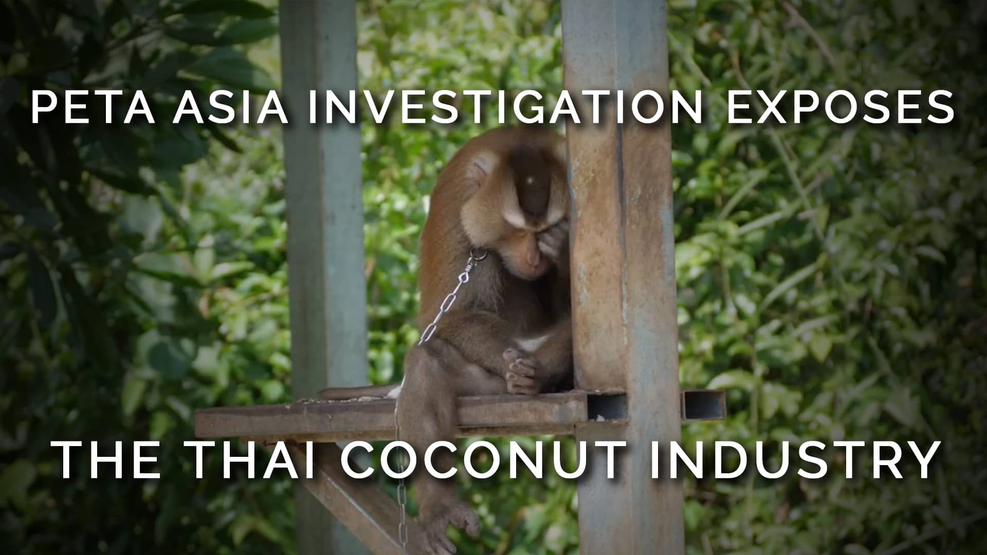New PETA Asia Investigation Exposes Thai Coconut Industry’s Cover-Up of ...