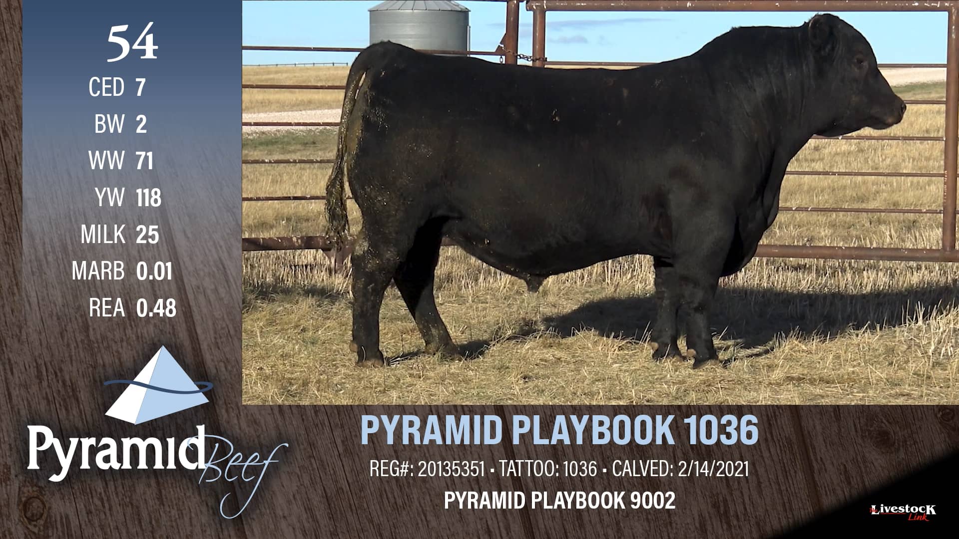 Pyramid Beef - Lot 54 on Vimeo