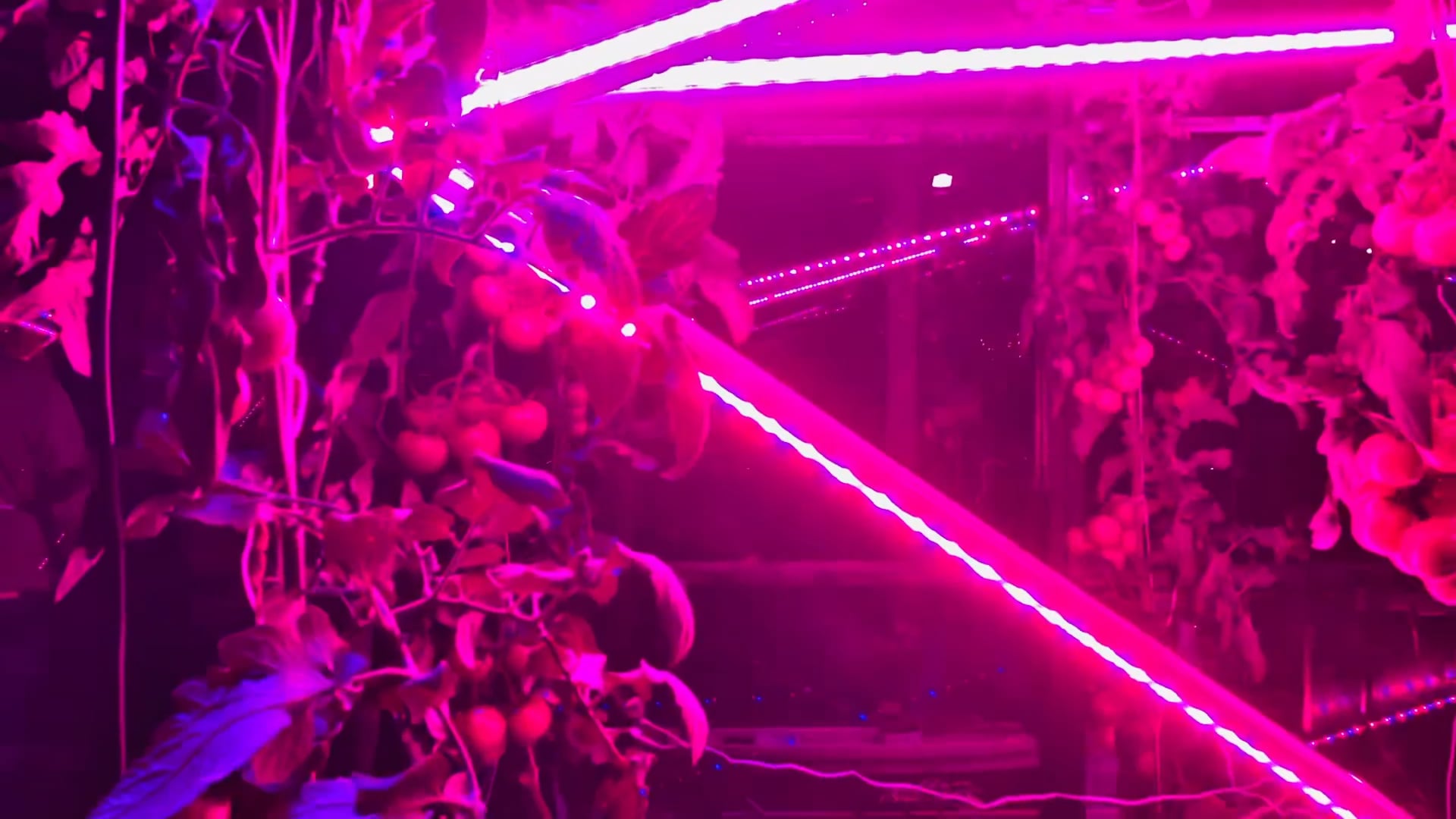 Culture Tom&Lien Dekyvere on Vimeo