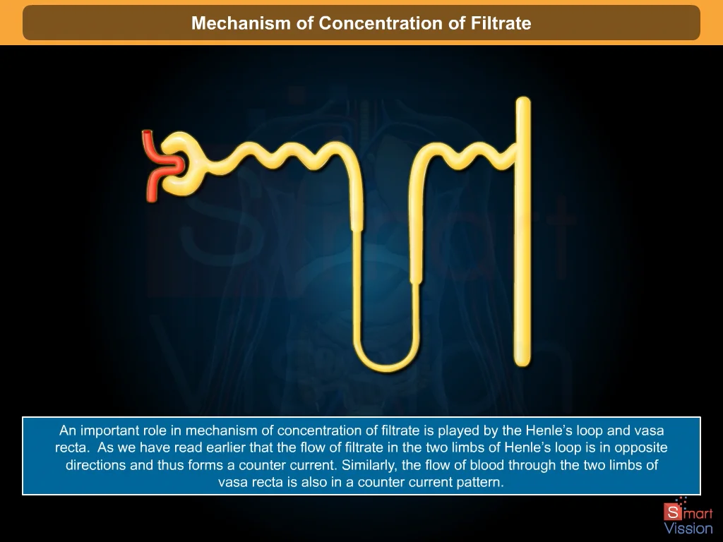 06_Mechanism of Concentration of Filtrate on Vimeo