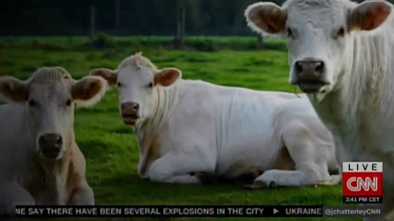 GOOD Meat CEO Josh Tetrick on CNN International at COP27 [November 15 ...