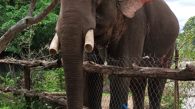 Elephant Pachyderm Tusks - Free video on Pixabay