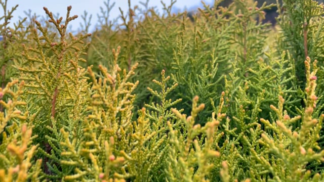 Bush, Arborvitae, Jungle. Free Stock Video - Pixabay