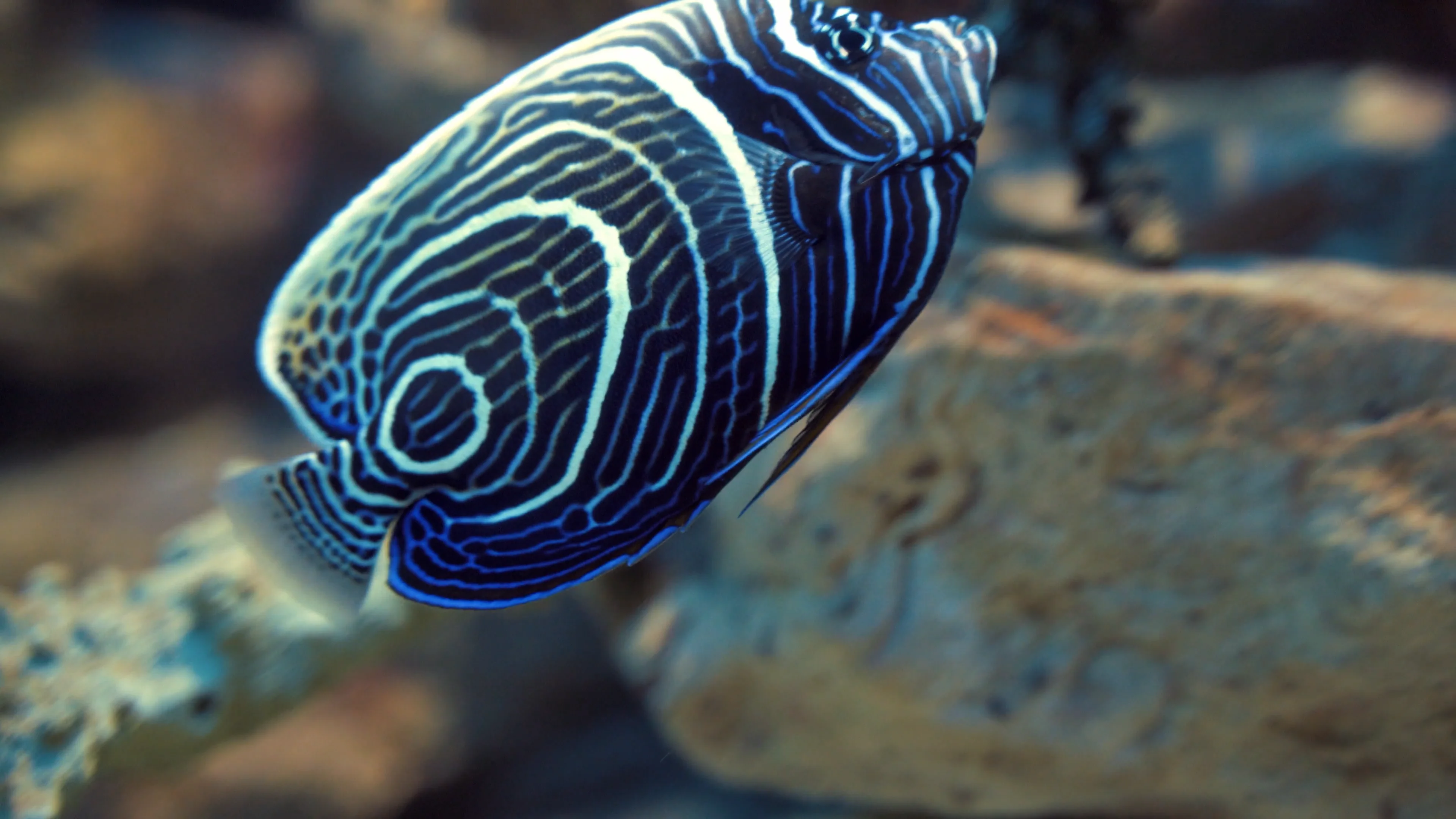 Following fish on Vimeo