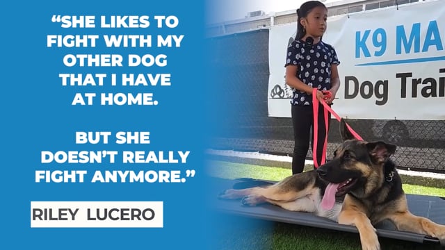 What Is K9 Training For Dogs