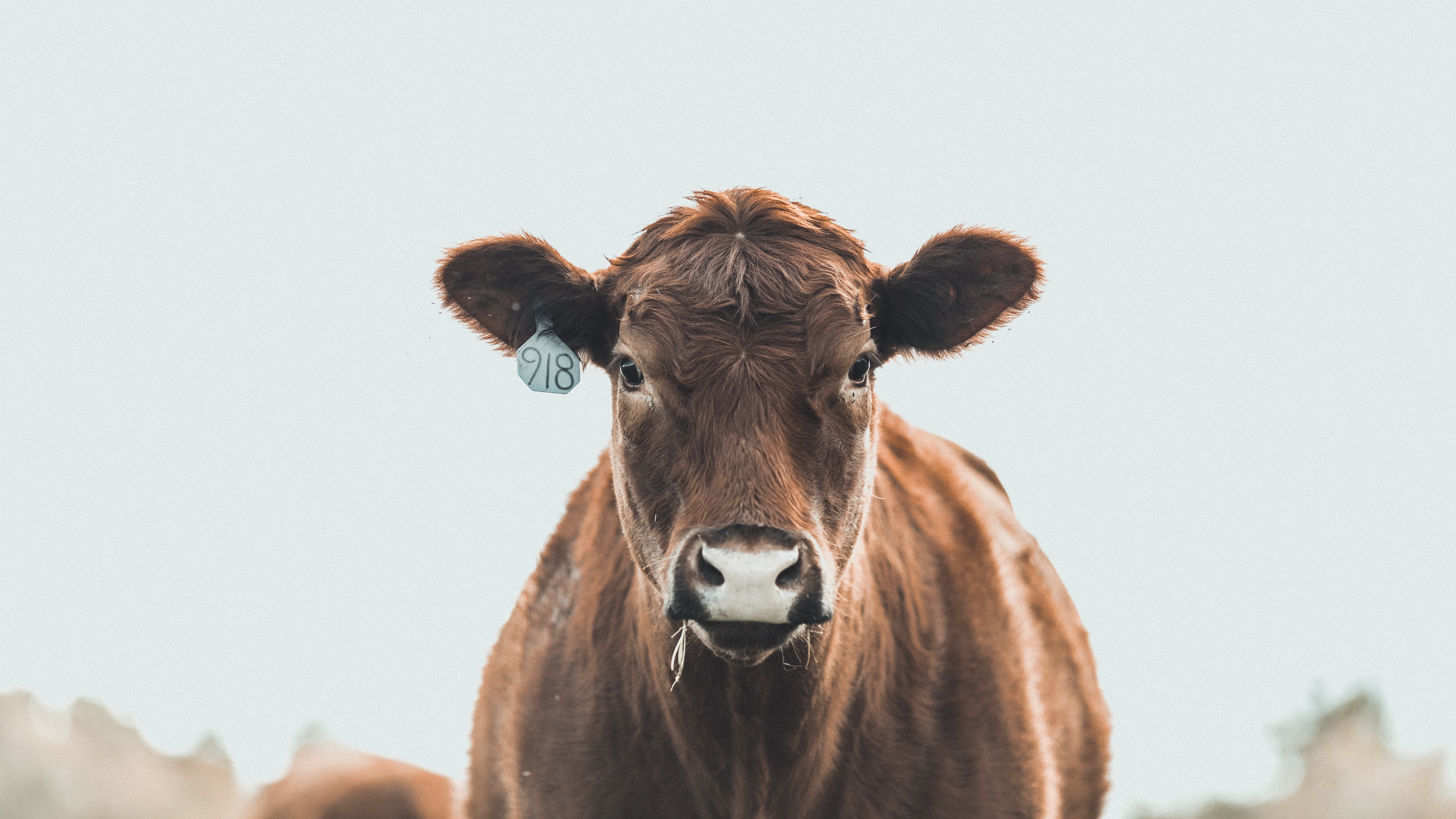 Brand Video [Lazy T Ranch]