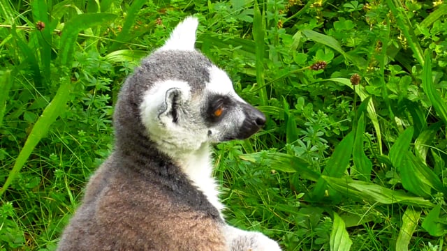 Lemur Mammal Fur - Free video on Pixabay