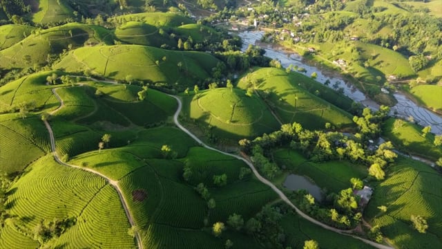 Tea Hill, Green Tea Hill, Green Tea. Free Stock Video - Pixabay