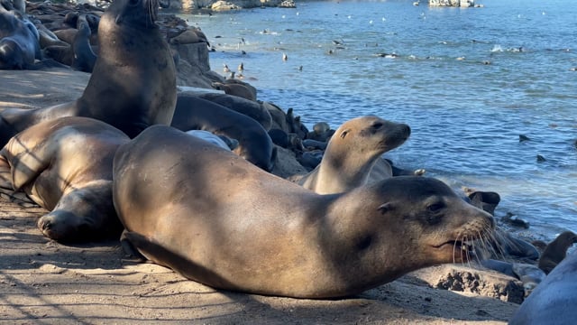 Sea Lion Wildlife Ocean - Free video on Pixabay