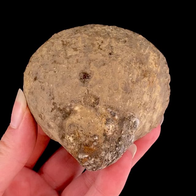Bivalve Fossil | Jherruk-Lakhra-Bara Nai (Sind), Salt Range (Punjab ...