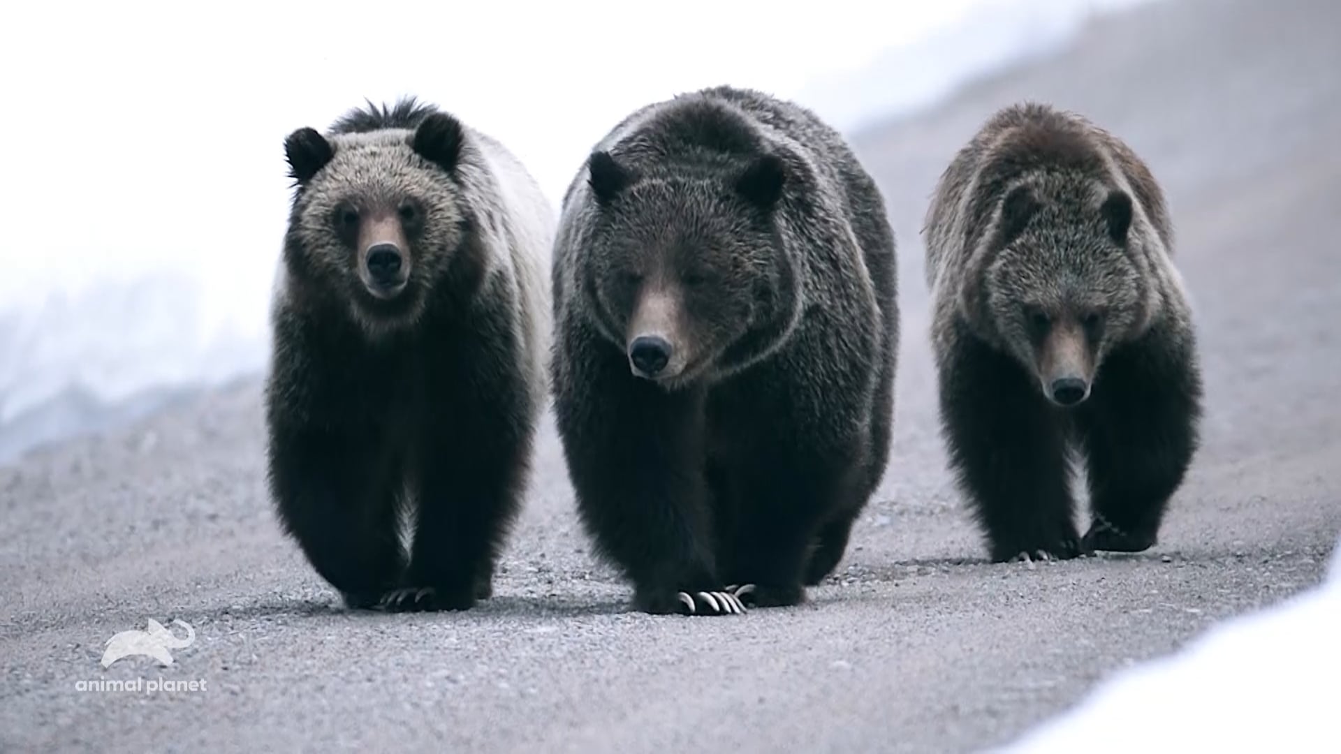 Animal Planet promo - Deadliest on Land.mp4 on Vimeo