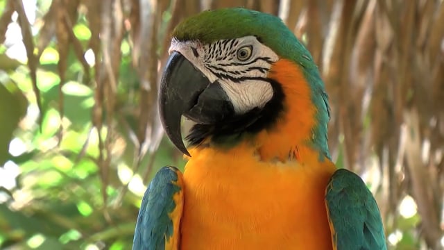 Parrot Macaw Bird - Free video on Pixabay