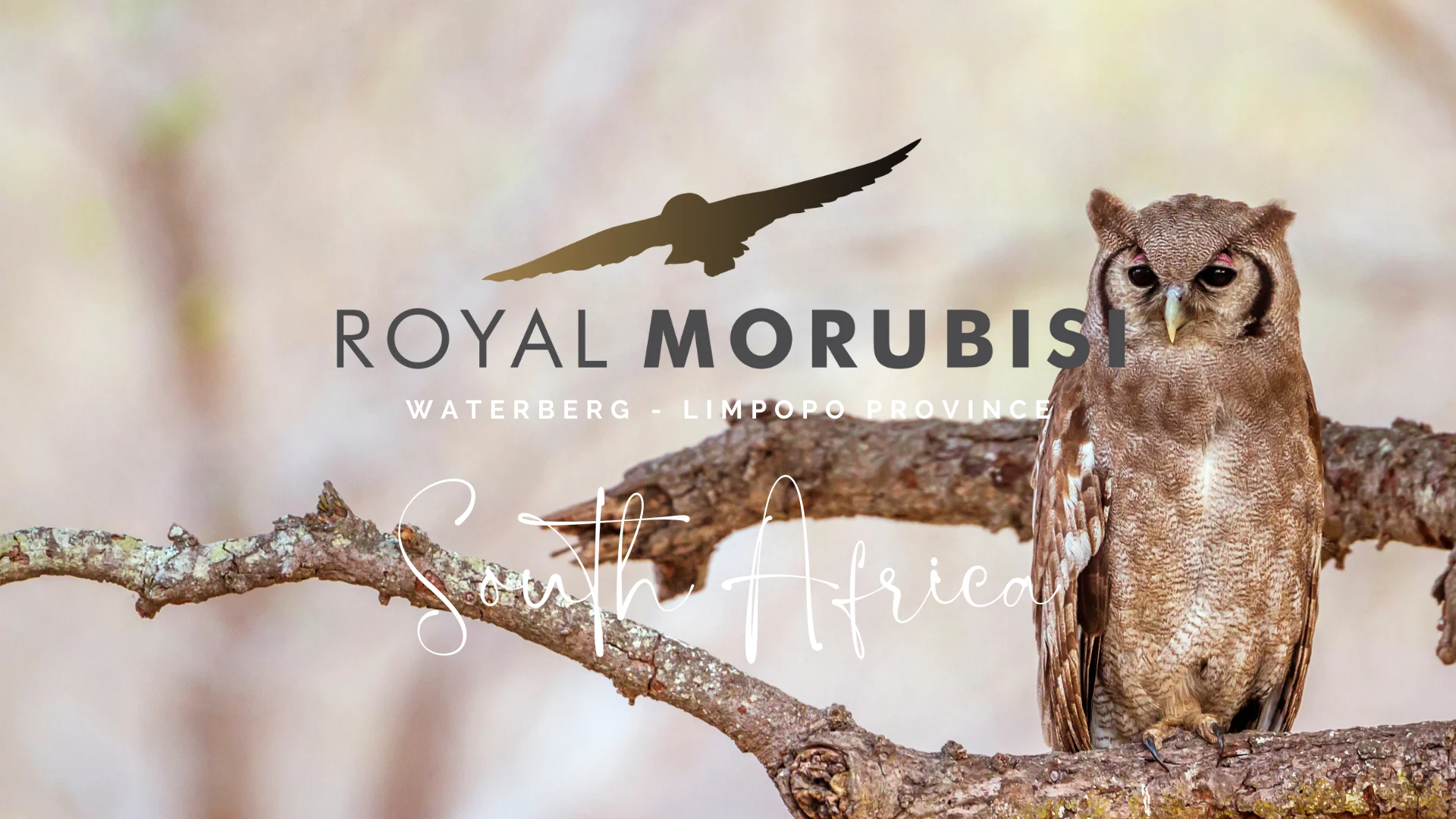 Royal Morubisi on Vimeo