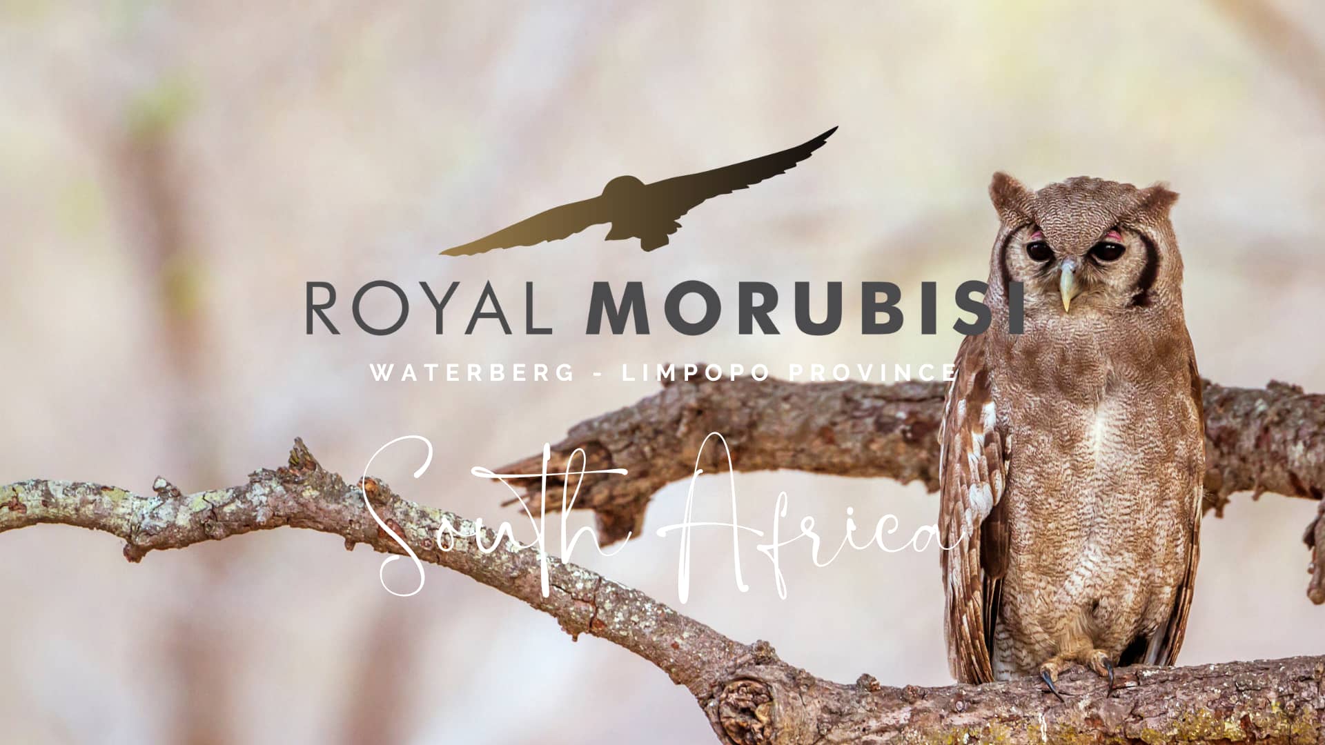 Royal Morubisi on Vimeo