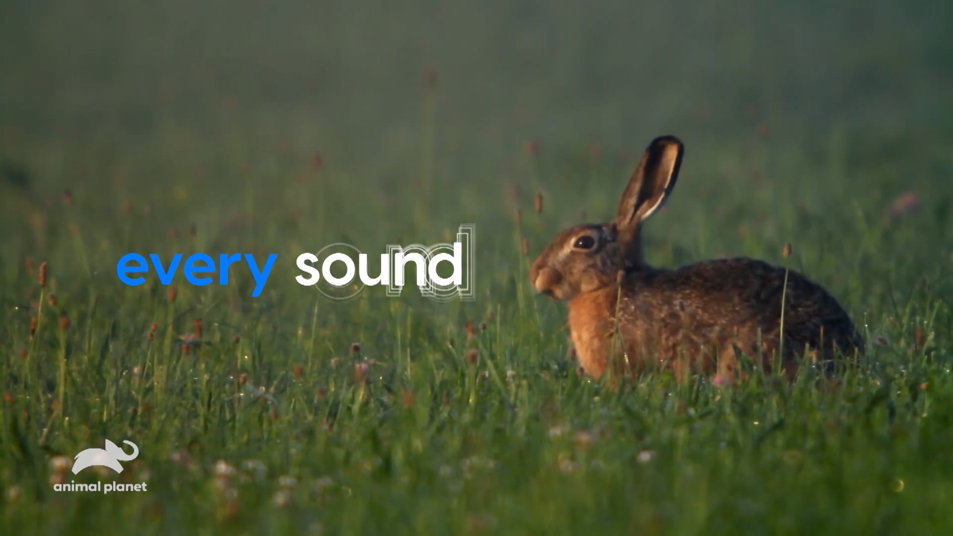 Promax Asia 2022 Finalist - Animal Planet Promo - Nature's Greatest ...