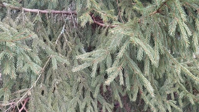 Spruce Wind Fir Branches Free Stock Video - Pixabay