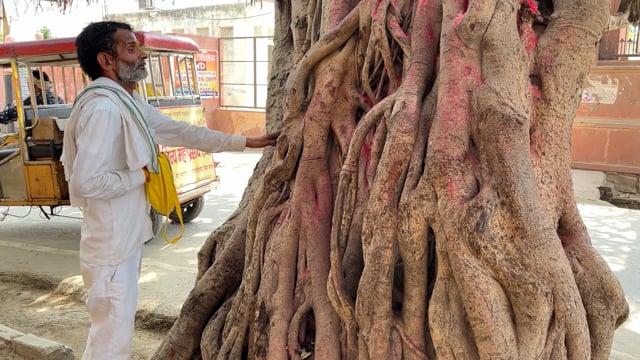 Kadamba Tree, Tree, Kadamba. Free Stock Video - Pixabay