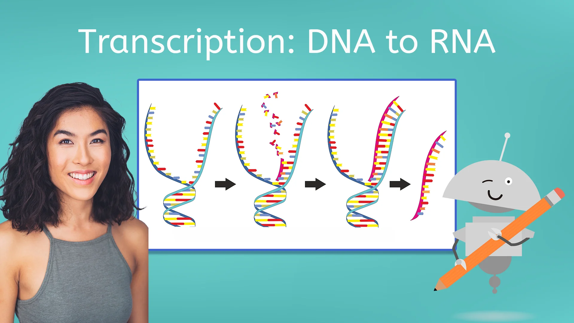 Transcription: DNA to RNA