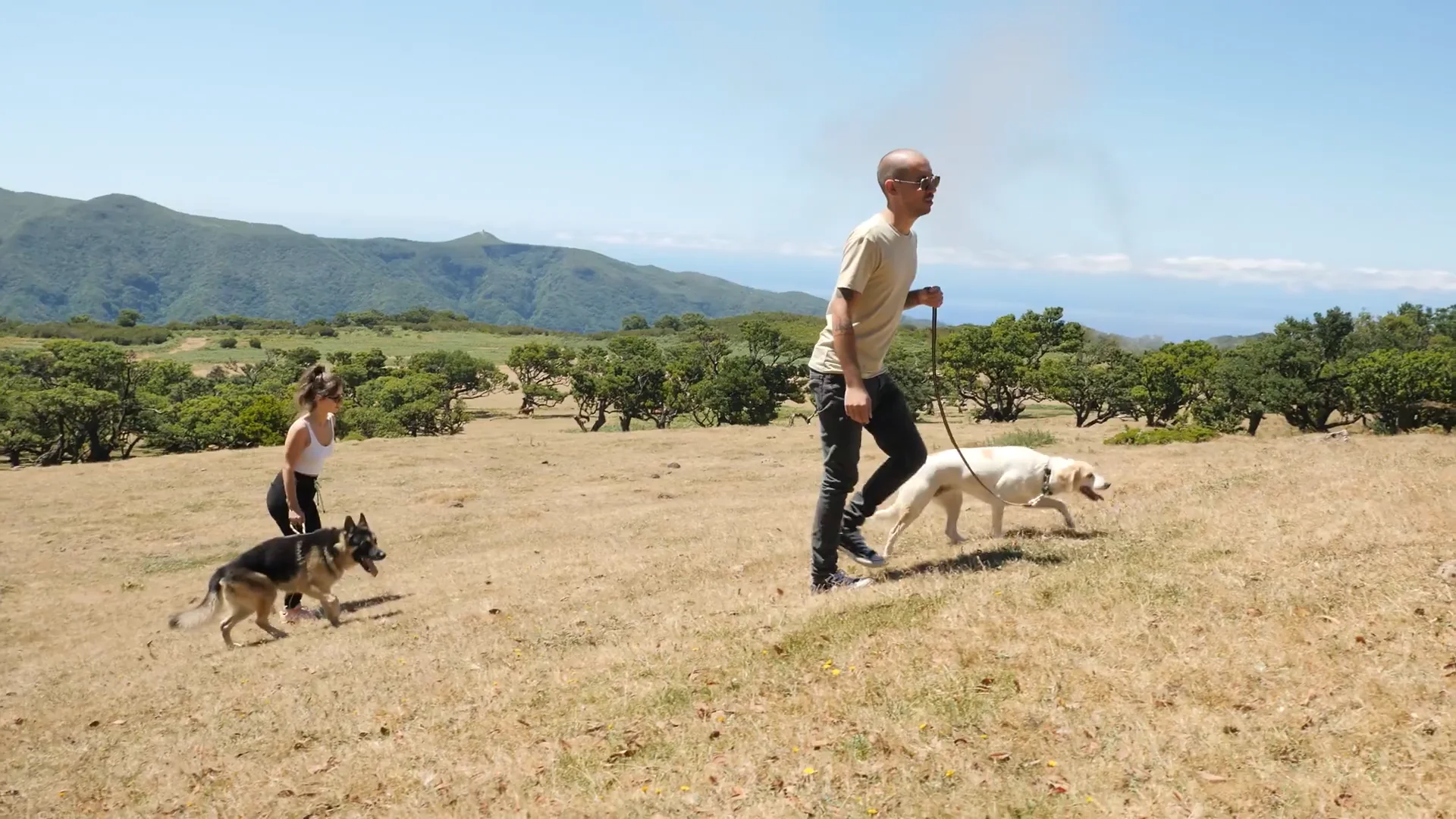 Walking the dogs in nature on Vimeo