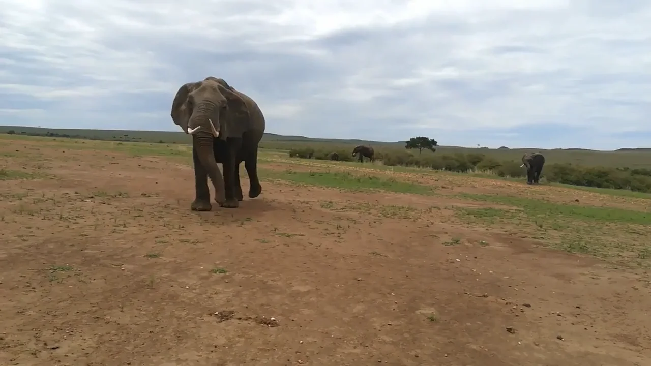 Elephants in wildlife park on Vimeo