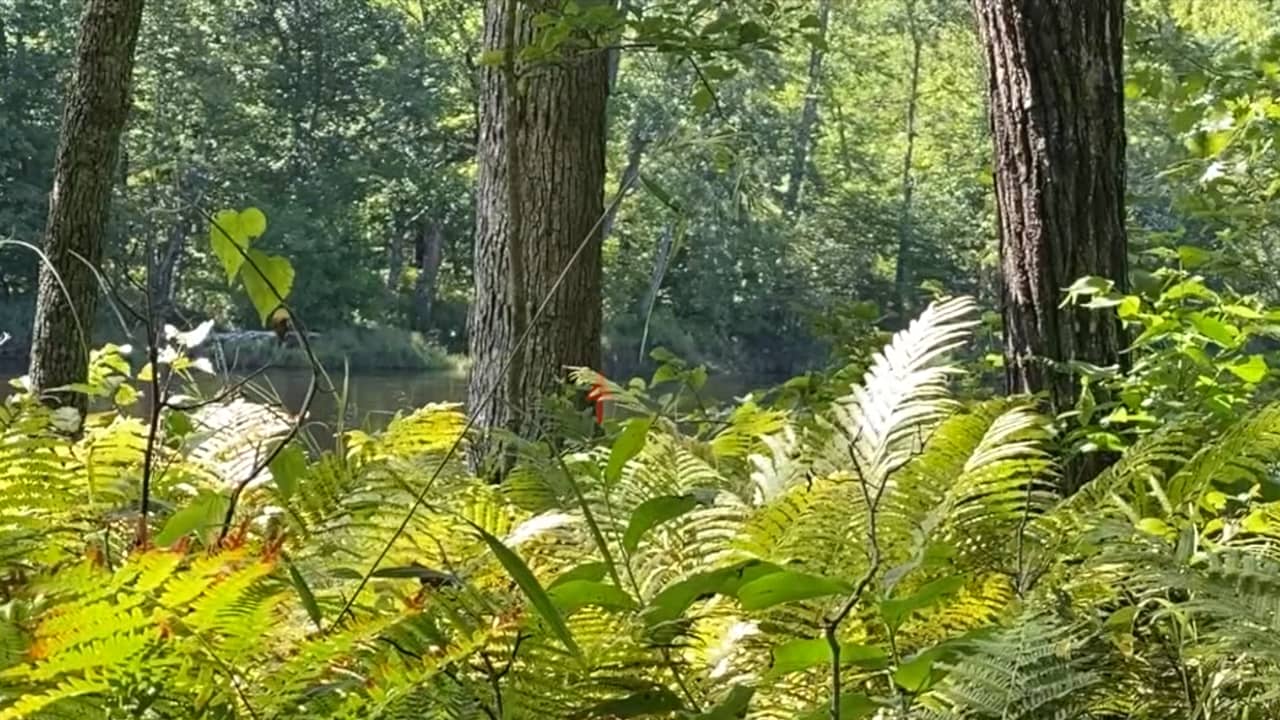 Ghost Tendril Entity on Vimeo