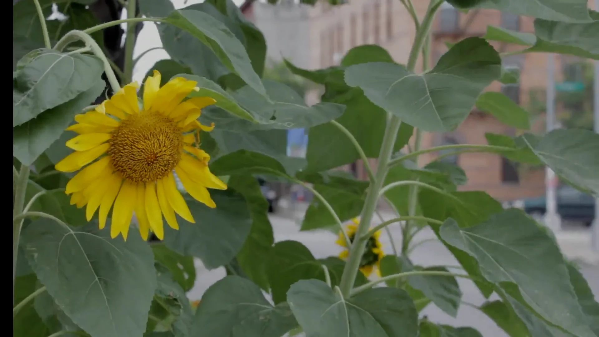 Sunflower in the wind on Vimeo