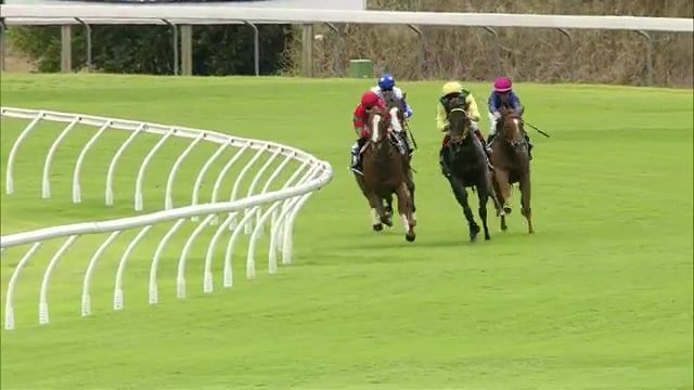 Sidestep - Stallion | Breednet