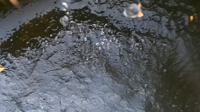 River Stream Waterdrops - Free video on Pixabay