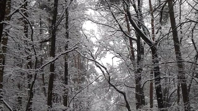 树木 森林 雪 - Free video on Pixabay