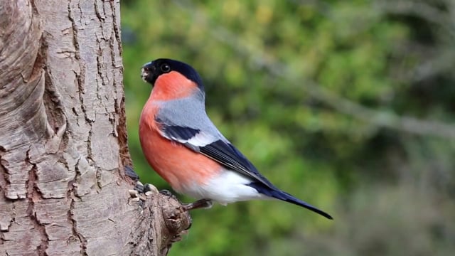 Bird Beak Tree - Free video on Pixabay