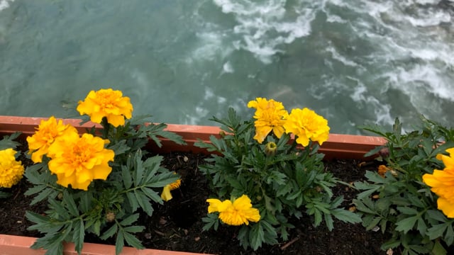 River, Flowers, Water. Free Stock Video - Pixabay