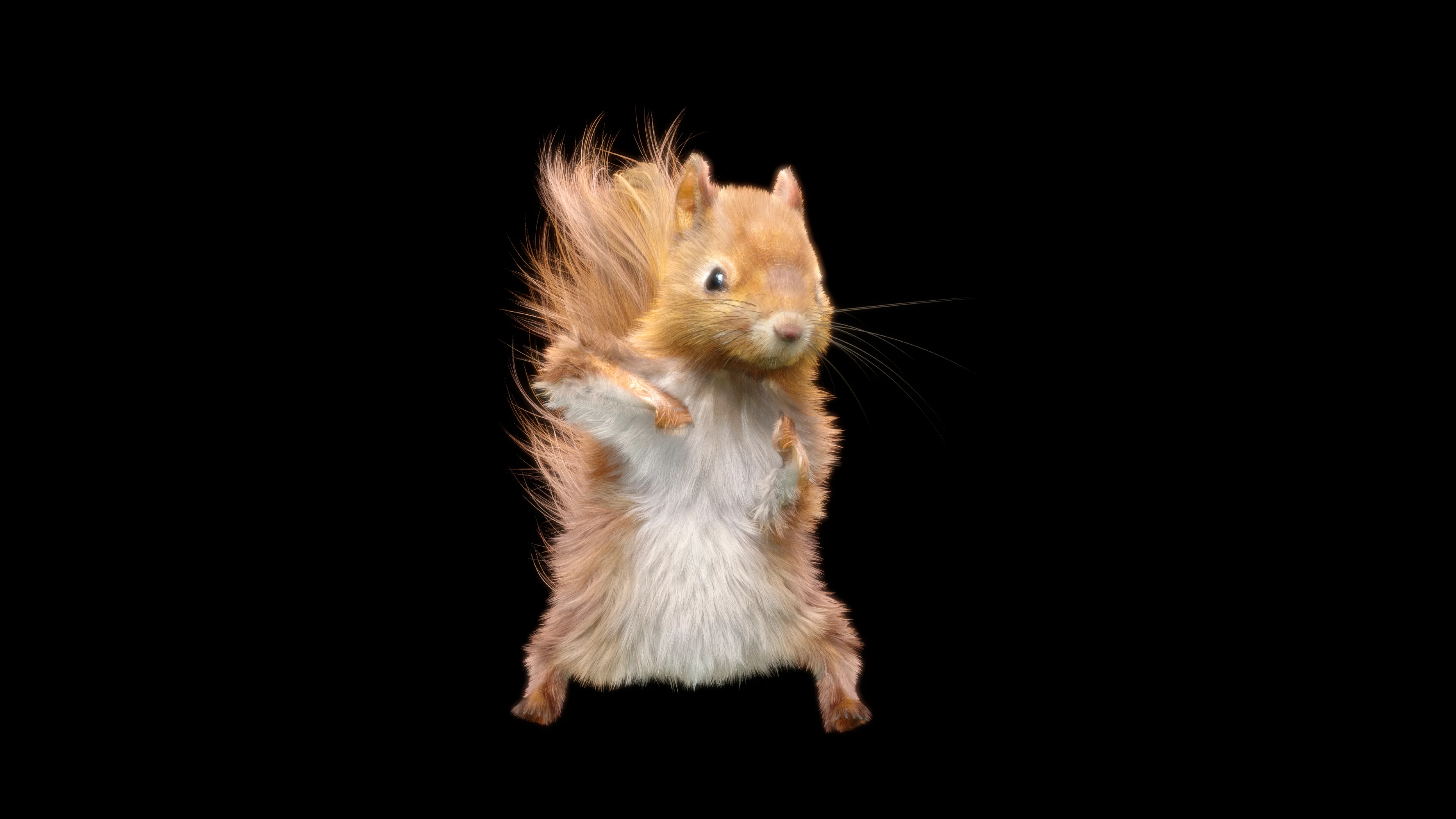 dancing squirrel on Vimeo