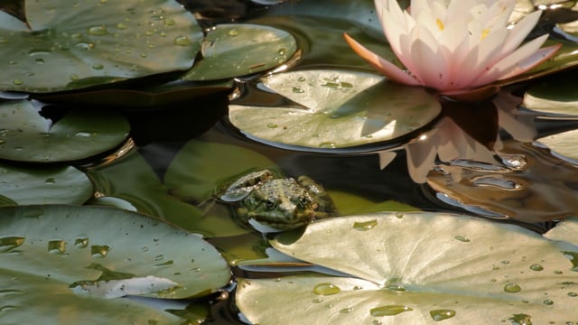 90+ Free Frog & Water Videos, HD & 4K Clips - Pixabay
