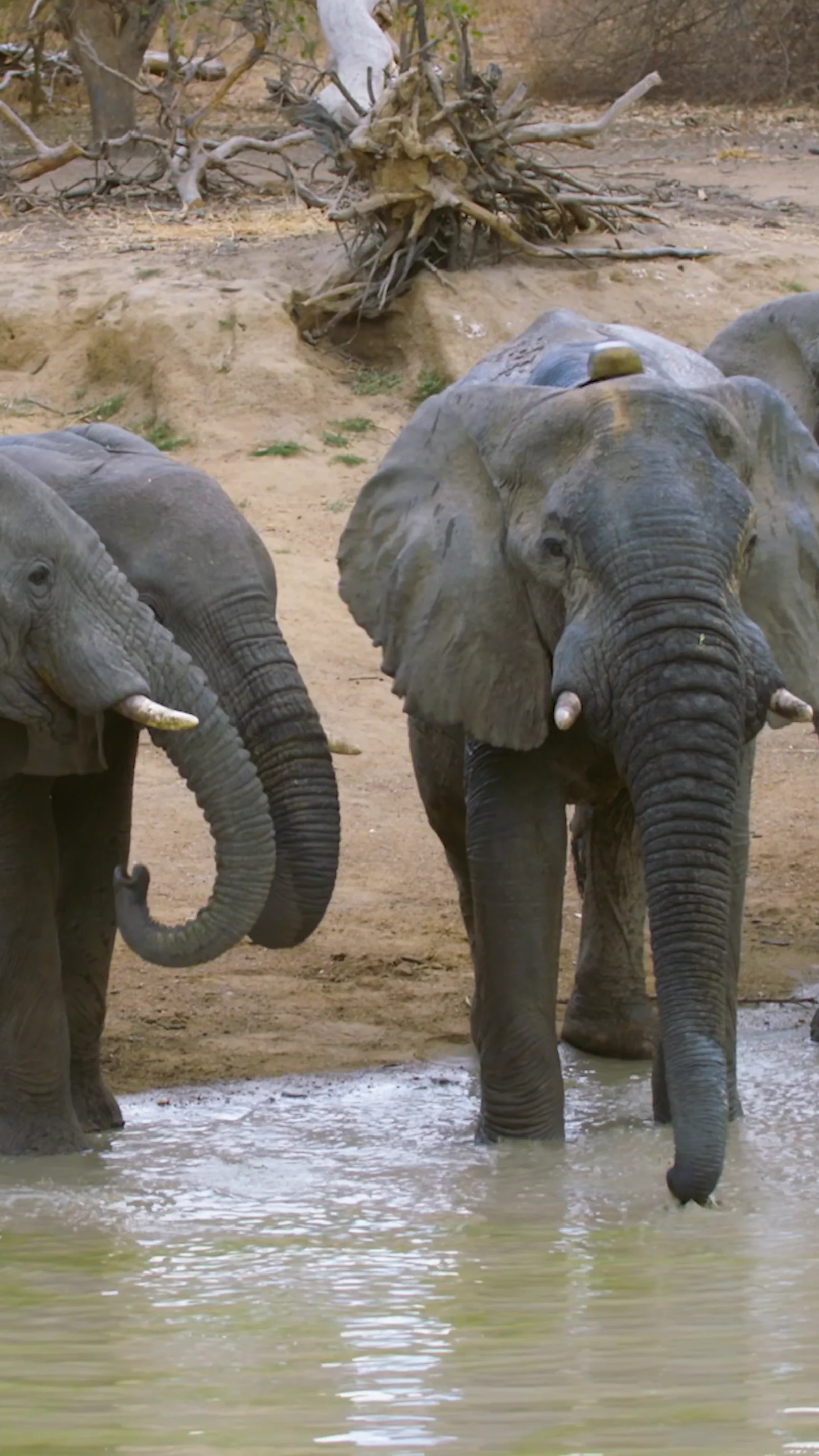 AP Malawi Elephant Translocation Video (vertical)