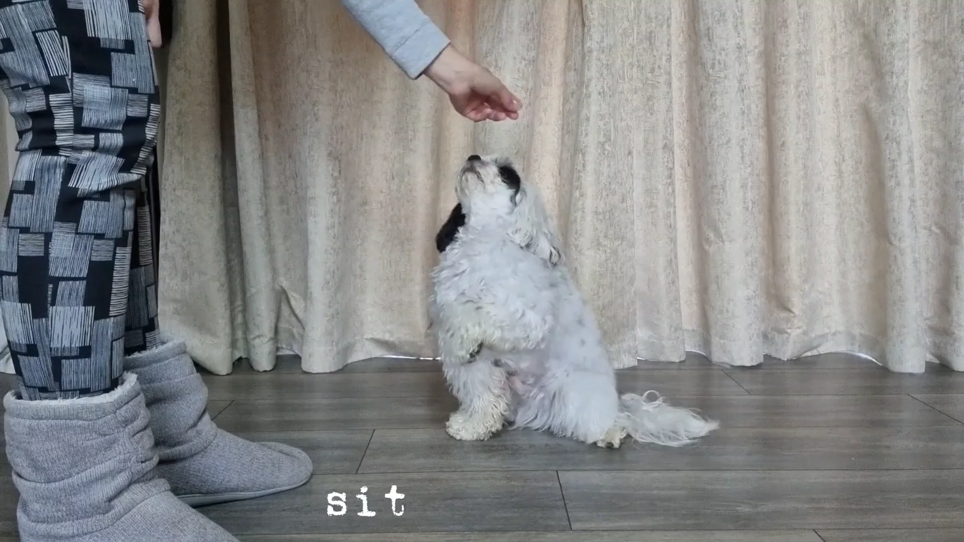 Scruffy - Cavapoo - Trick Showreel on Vimeo