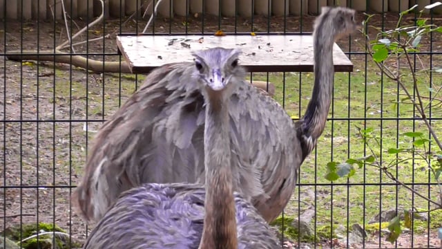 Burung Unta Alam - Free video on Pixabay - Pixabay