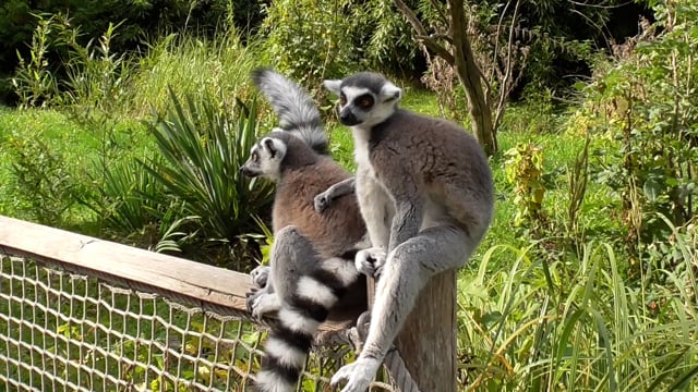 Lemur Mammal Furry - Free video on Pixabay