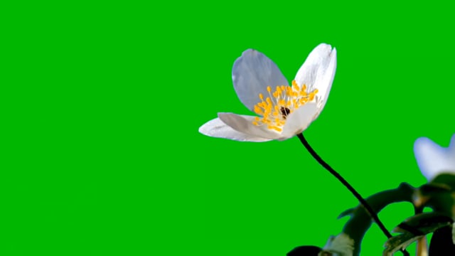 Green Background Effects, Green Screen, Background. Free Stock Video ...