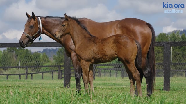 Farnan - Stallion | Breednet