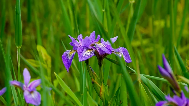 Wild Blue Flag Iris