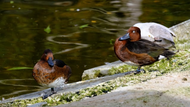 Duck Water Bird - Free video on Pixabay