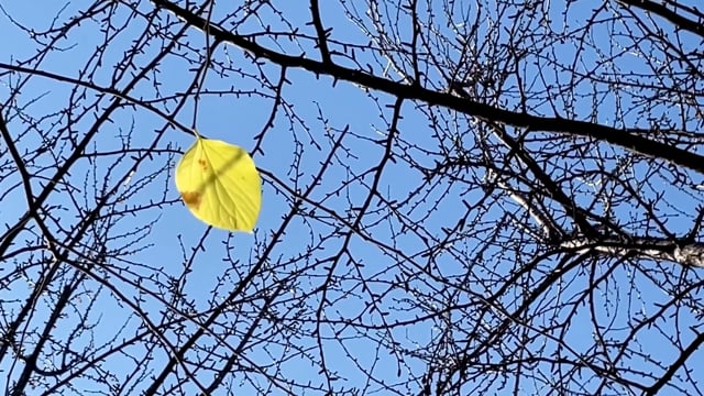 Loneliness Late Fall Alone - Free video on Pixabay - Pixabay