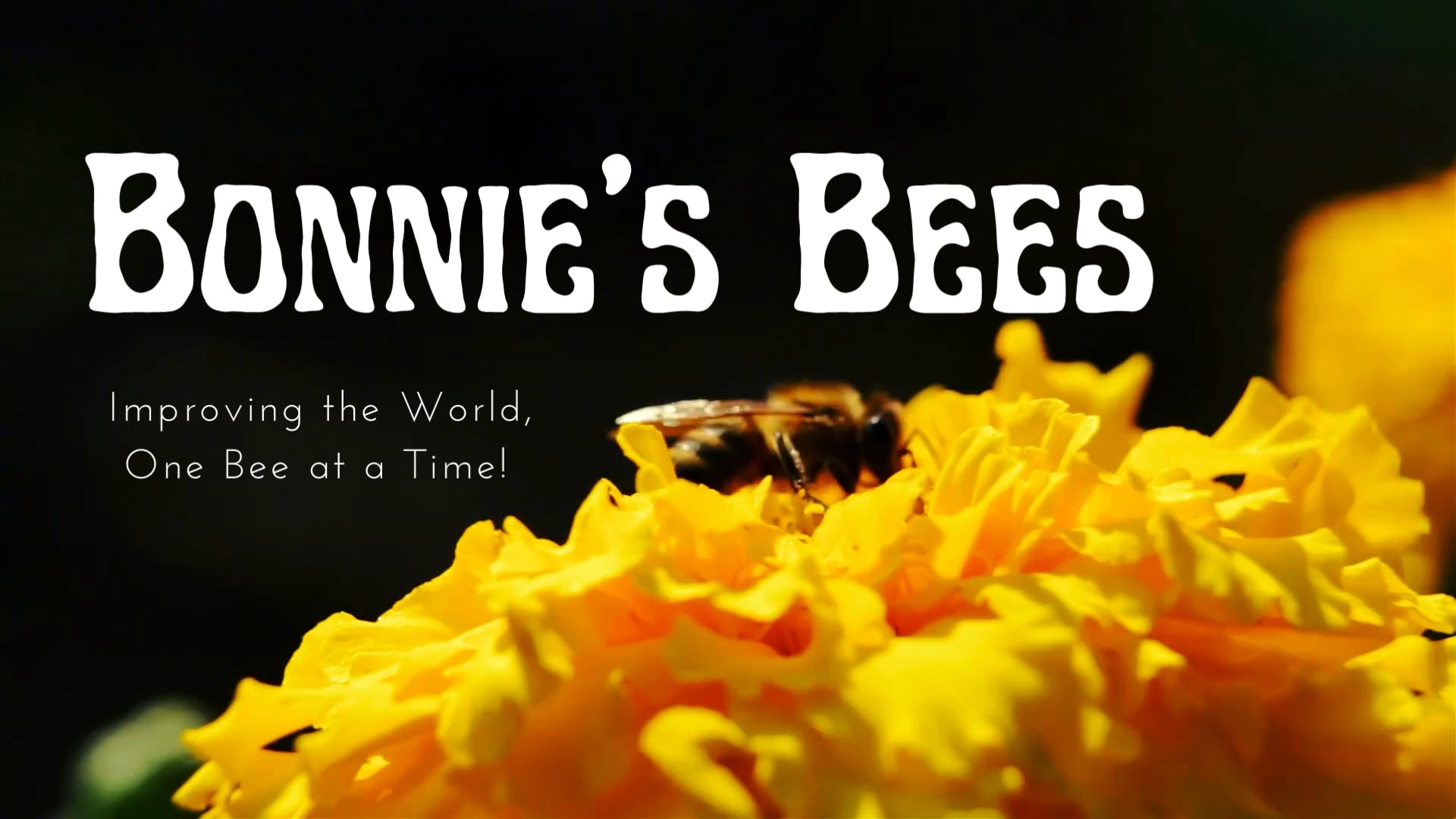 Bonnie's Honey Bees