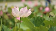 E books ECOgardens