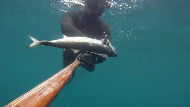 Palamida 3,10 Kg on Vimeo