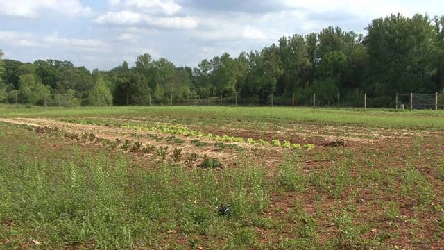 Student Gardens on Grounds and Morven Farm on Vimeo