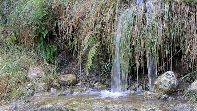 Stream Plants Puddle - Free video on Pixabay