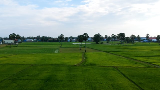 Village Rice Field - Free video on Pixabay